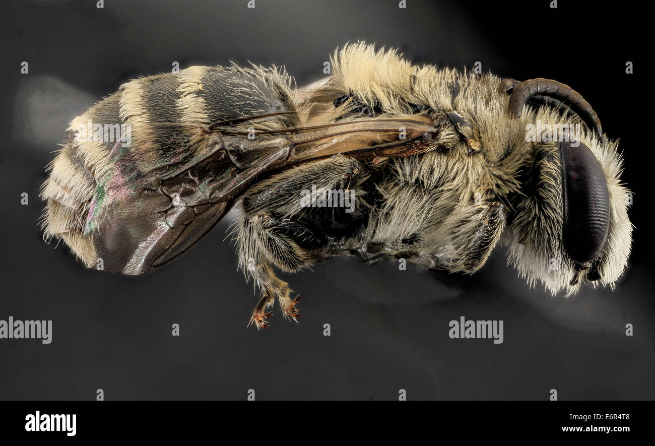 Cellophane bee hi-res stock photography and images - Alamy