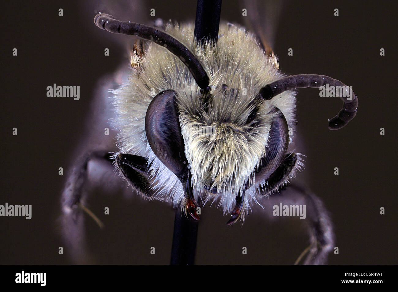 The male Colletes speculiferus, a species of solitary bee, was ...