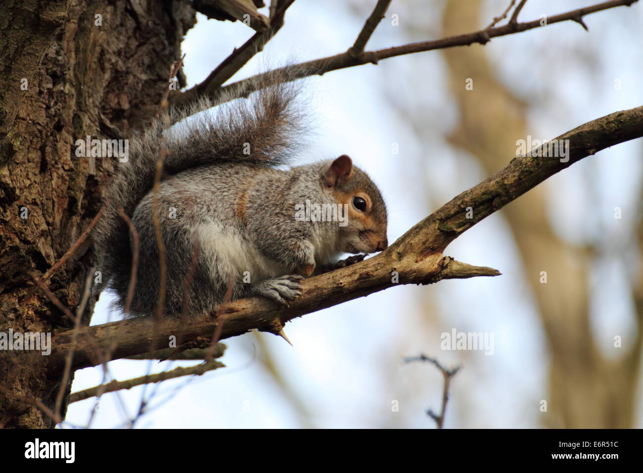Grey Squirrel in tree Stock Photo - Alamy