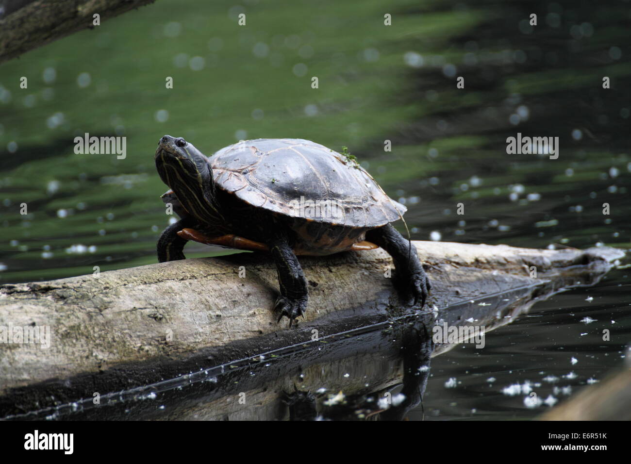 Turtle. turtle in a lake. Lake. Turtle on log in a lake Stock Photo - Alamy