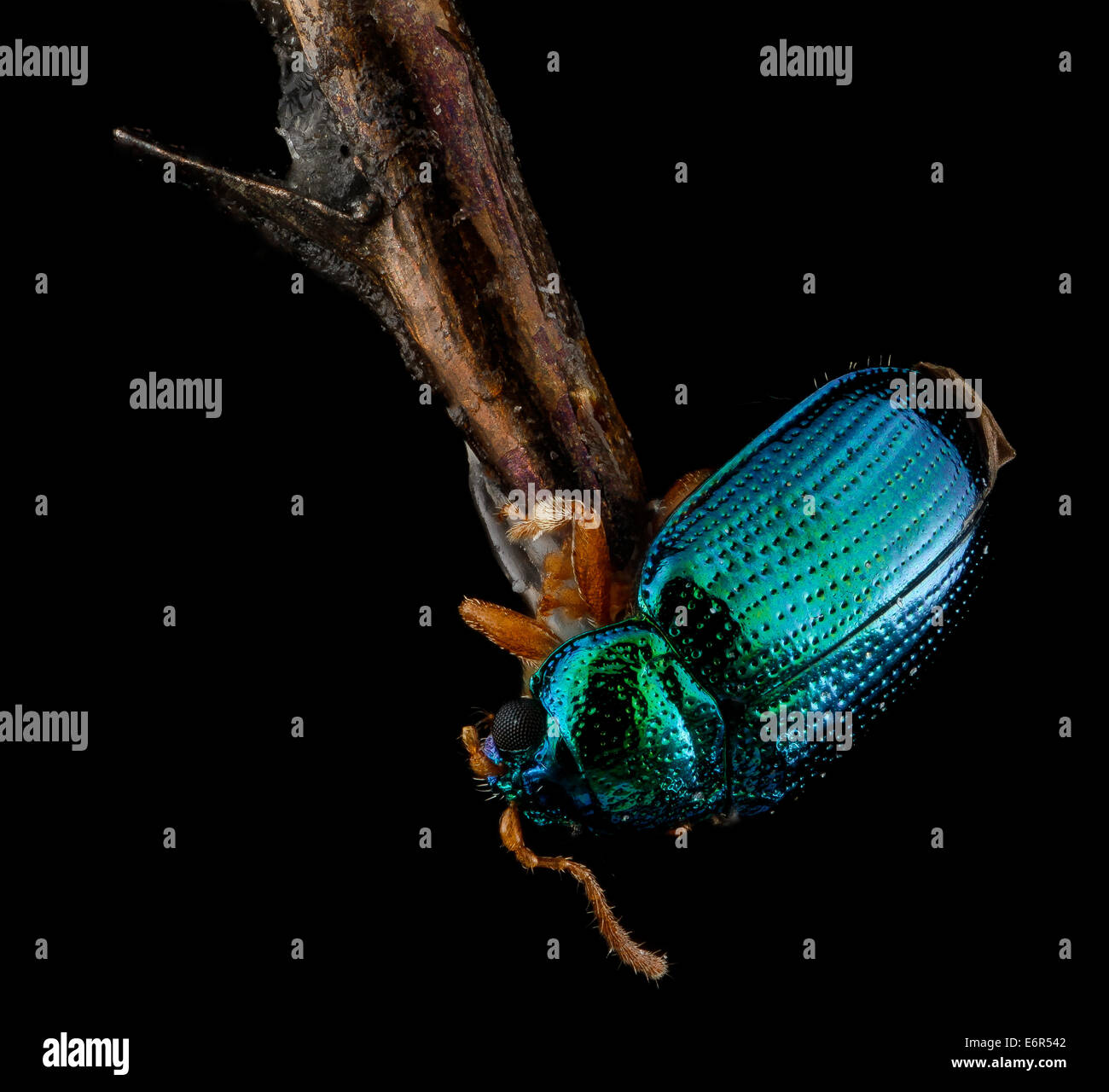 Crepidodera sp., a species of leaf beetle, was photographed in ...