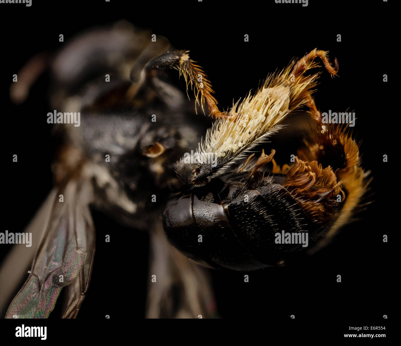 Oil collecting hairs hi-res stock photography and images - Alamy