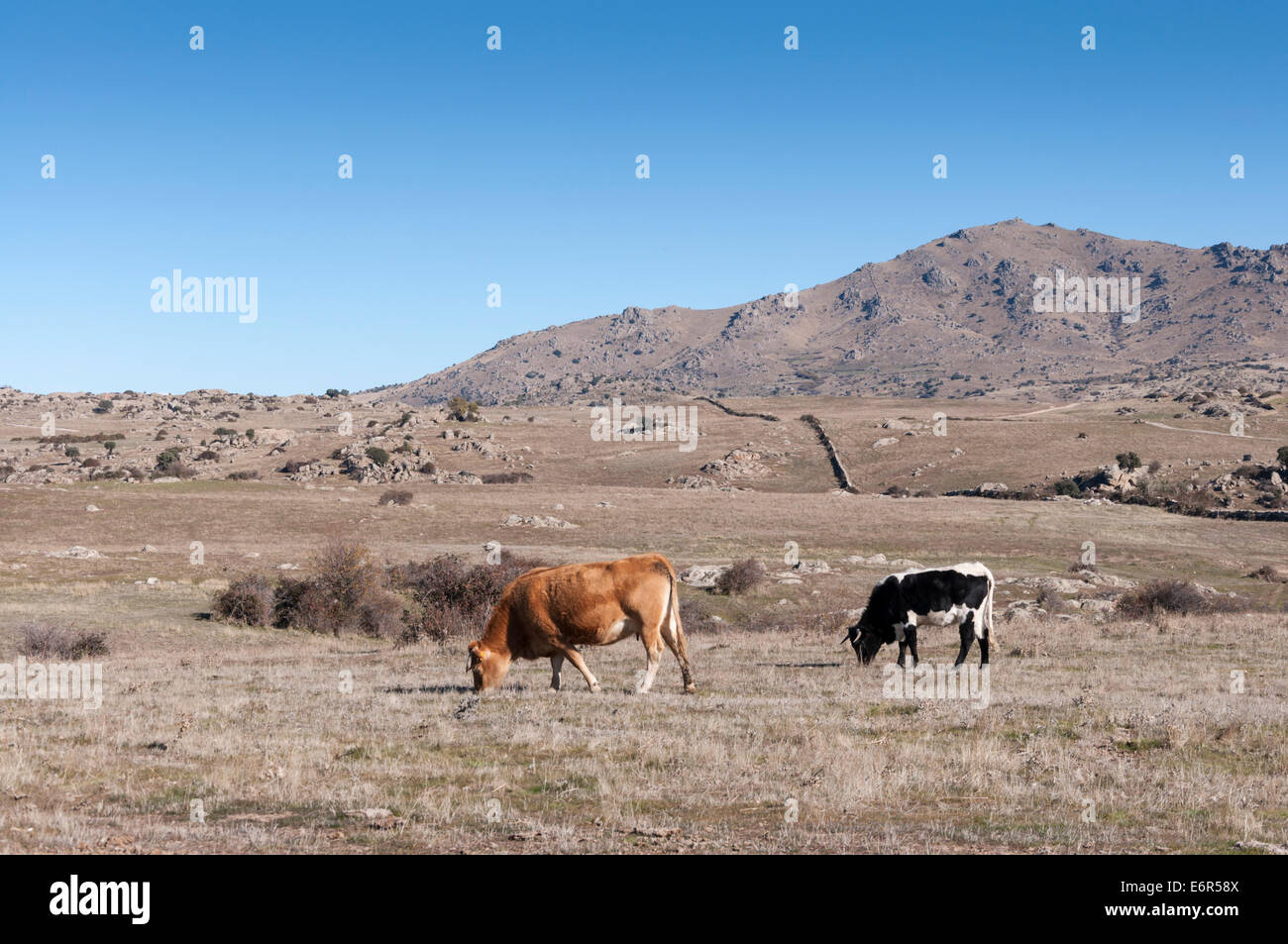 Cows grazing in the field Stock Photo - Alamy
