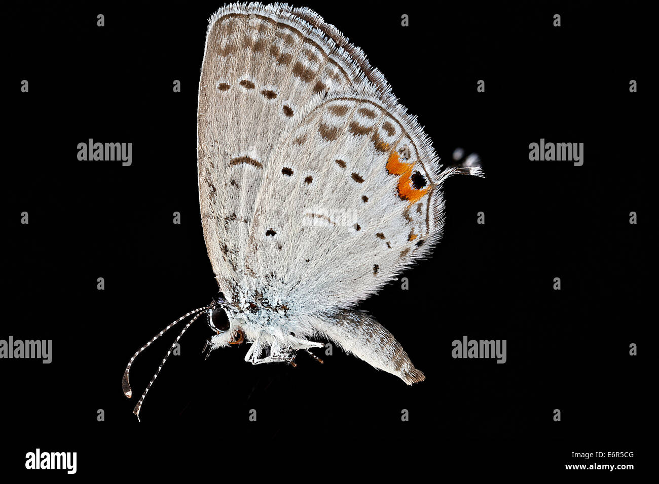 This image captures the delicate beauty of a Cupido comyntas, commonly ...