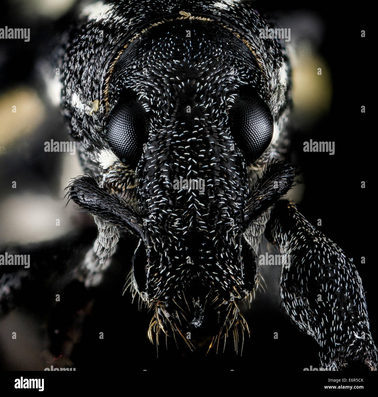 Curculionidae, U, face, La Ve Jarabacoa, Dominican Republic 2013-02-28 ...