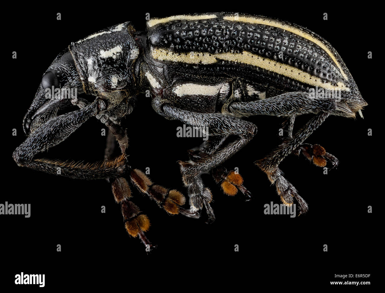 Close up view of weevil beetle hi-res stock photography and images - Alamy