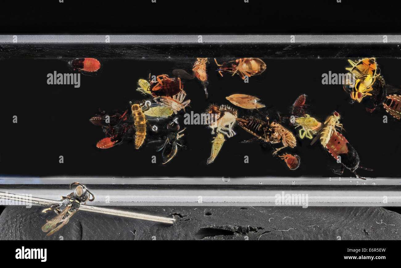 An experimental photograph of tiny invertebrates, including spiderlings ...