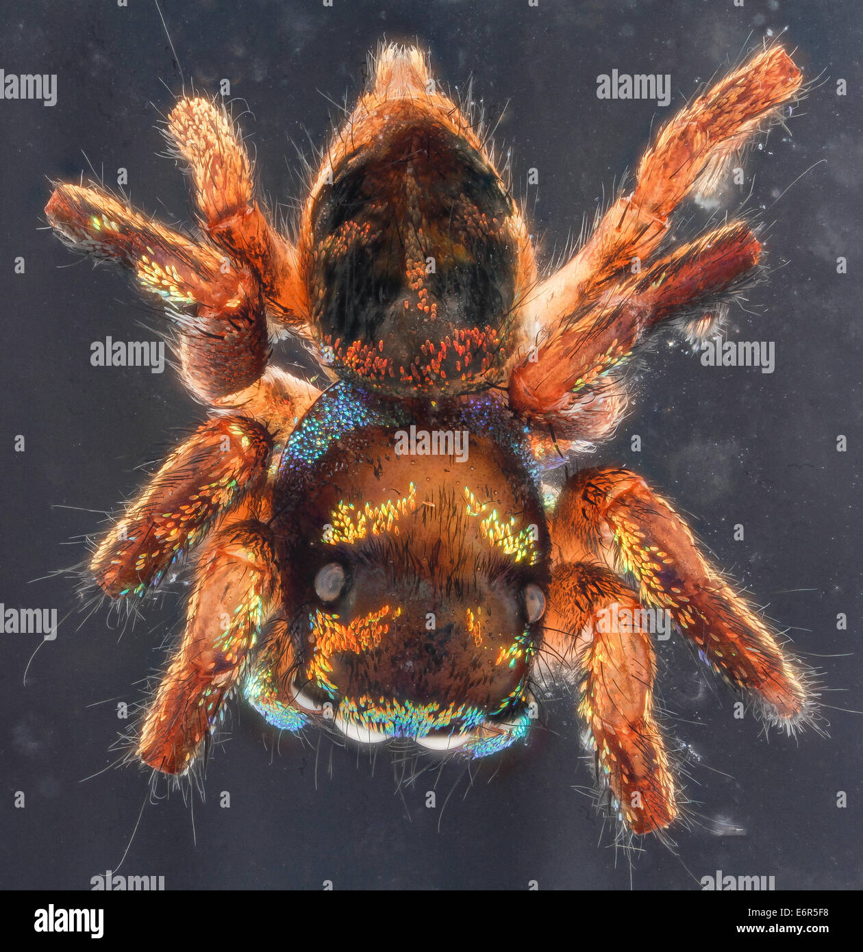 Fluorescent spider hi-res stock photography and images - Alamy