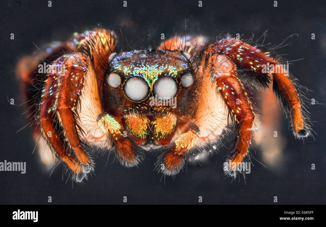 The Cuvette Spider, a jumping spider from the Dominican Republic ...