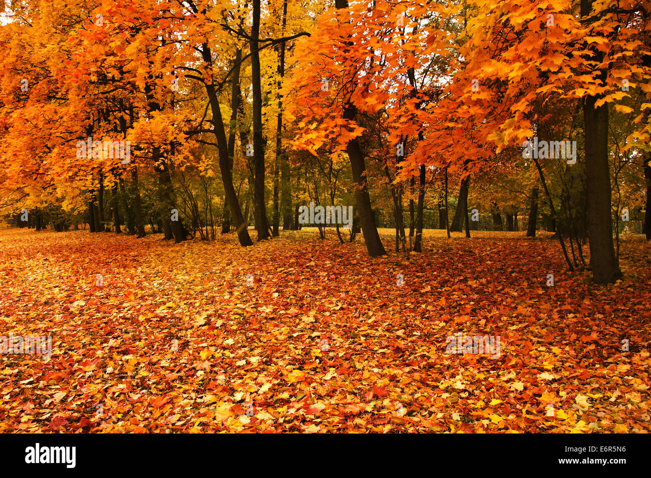 autumn trees in park Stock Photo - Alamy