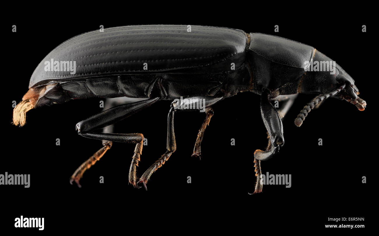 Tenebrionidae family hi-res stock photography and images - Alamy