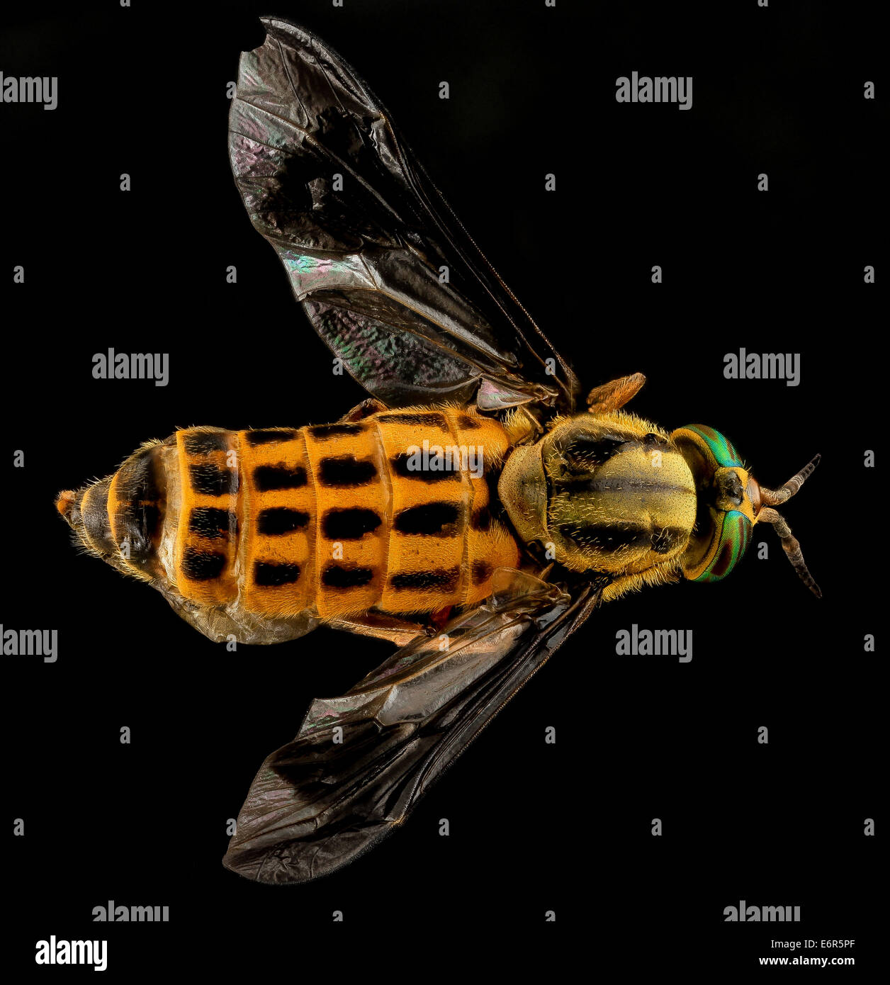 This image shows a Chrysops species, commonly known as a deer fly ...