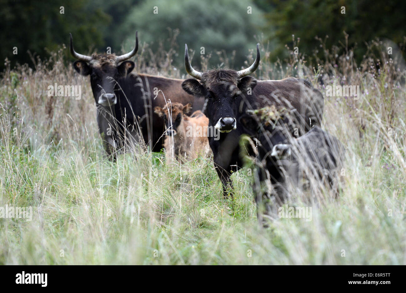 Hattingen, Germany. 29th Aug, 2014. Longhorn aurochses stand in the ...