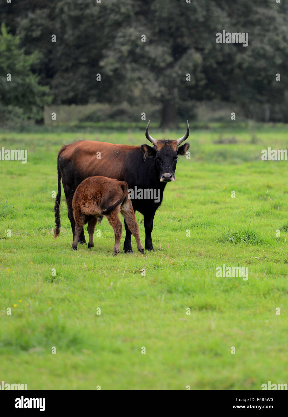 Hattingen, Germany. 29th Aug, 2014. Longhorn aurochses stand in the ...