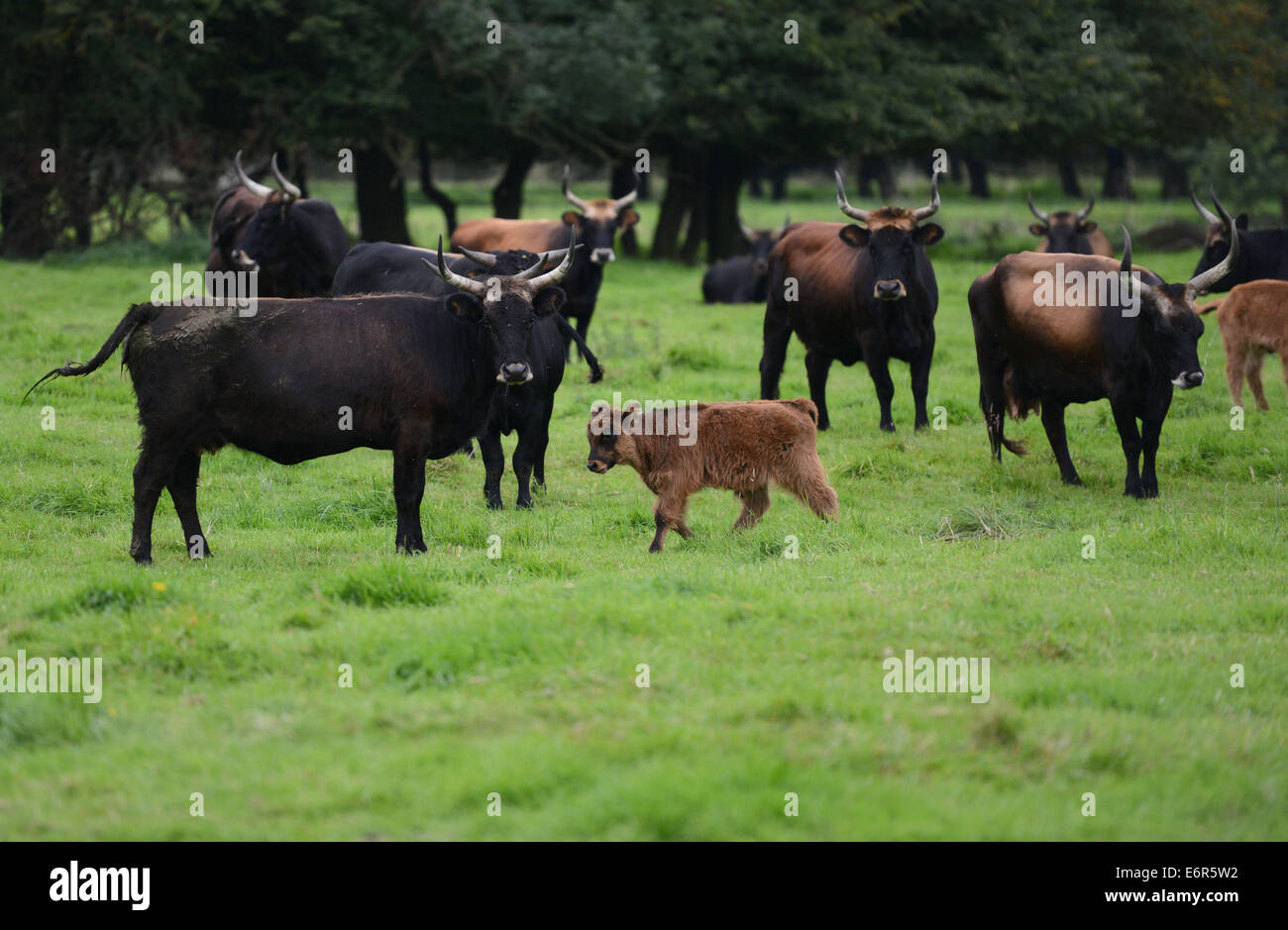 Hattingen, Germany. 29th Aug, 2014. Longhorn aurochses stand in the ...