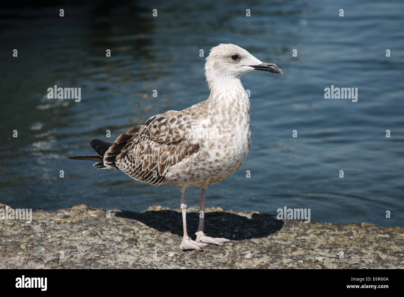 Big Grey Seagull Stock Photo - Alamy