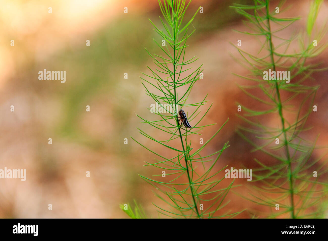 Bug on an asparagus frond Stock Photo - Alamy
