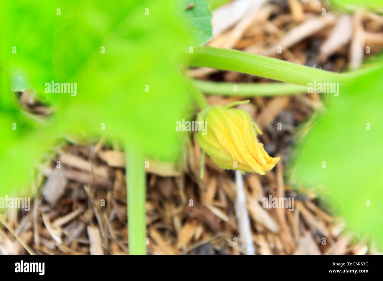 Squash blossom hi-res stock photography and images - Alamy