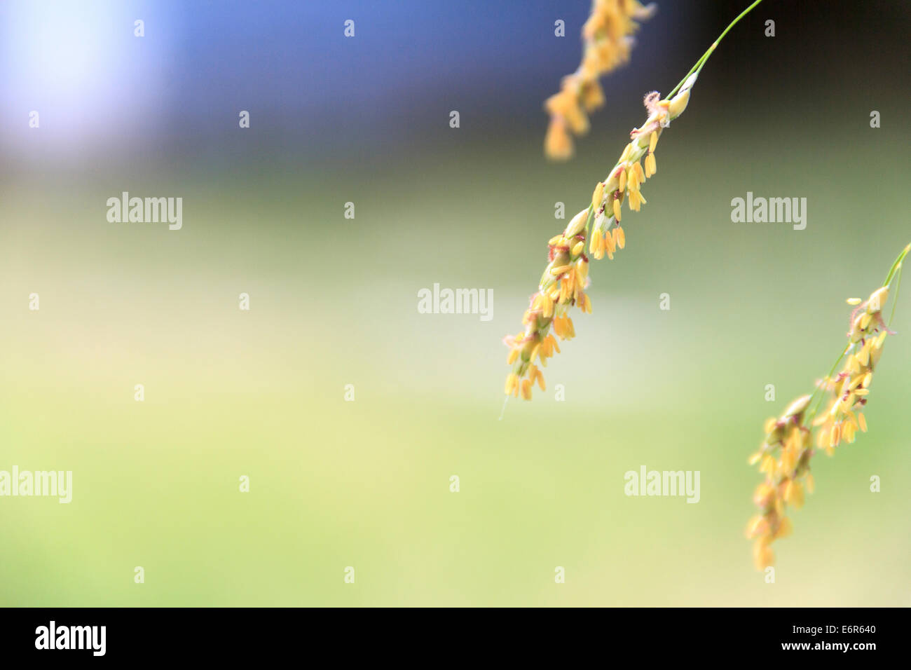 Weed seeds with blurry background Stock Photo - Alamy