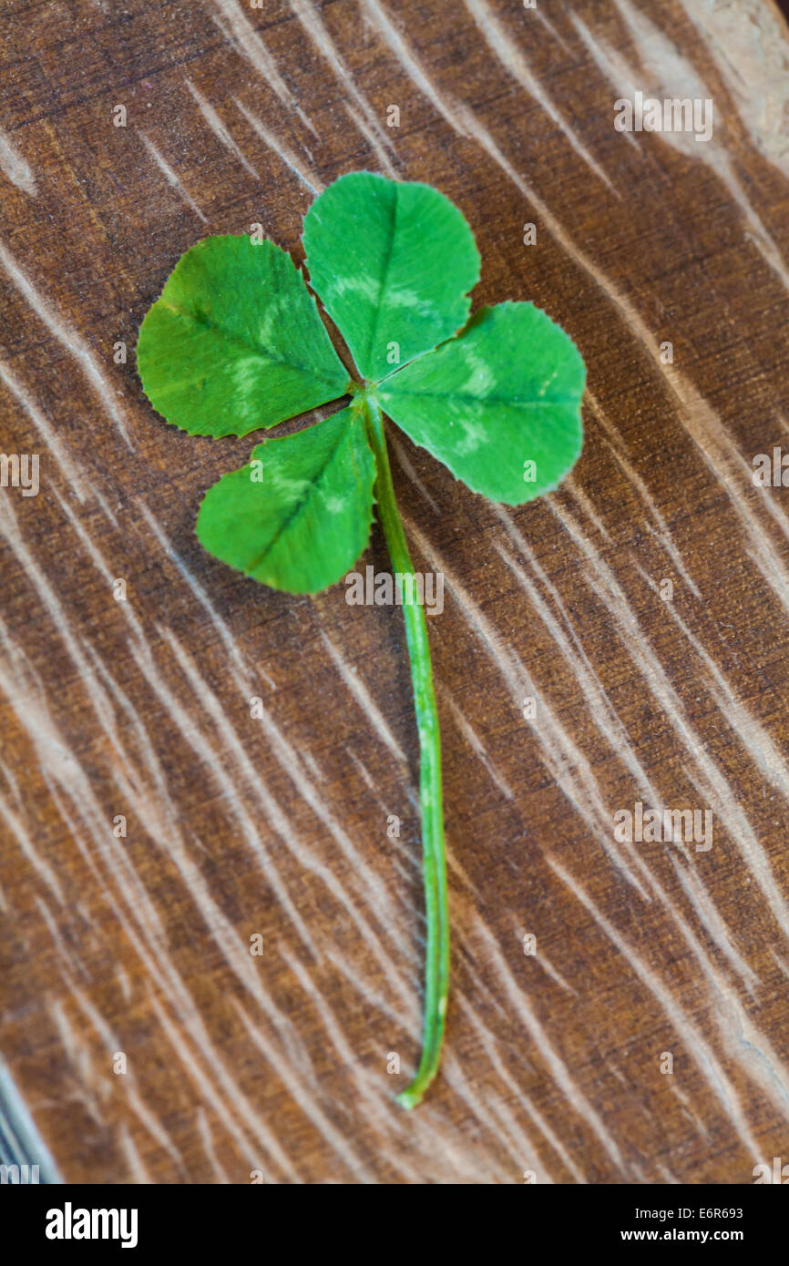 Photo of four-leaf clover symbol of good luck Stock Photo - Alamy