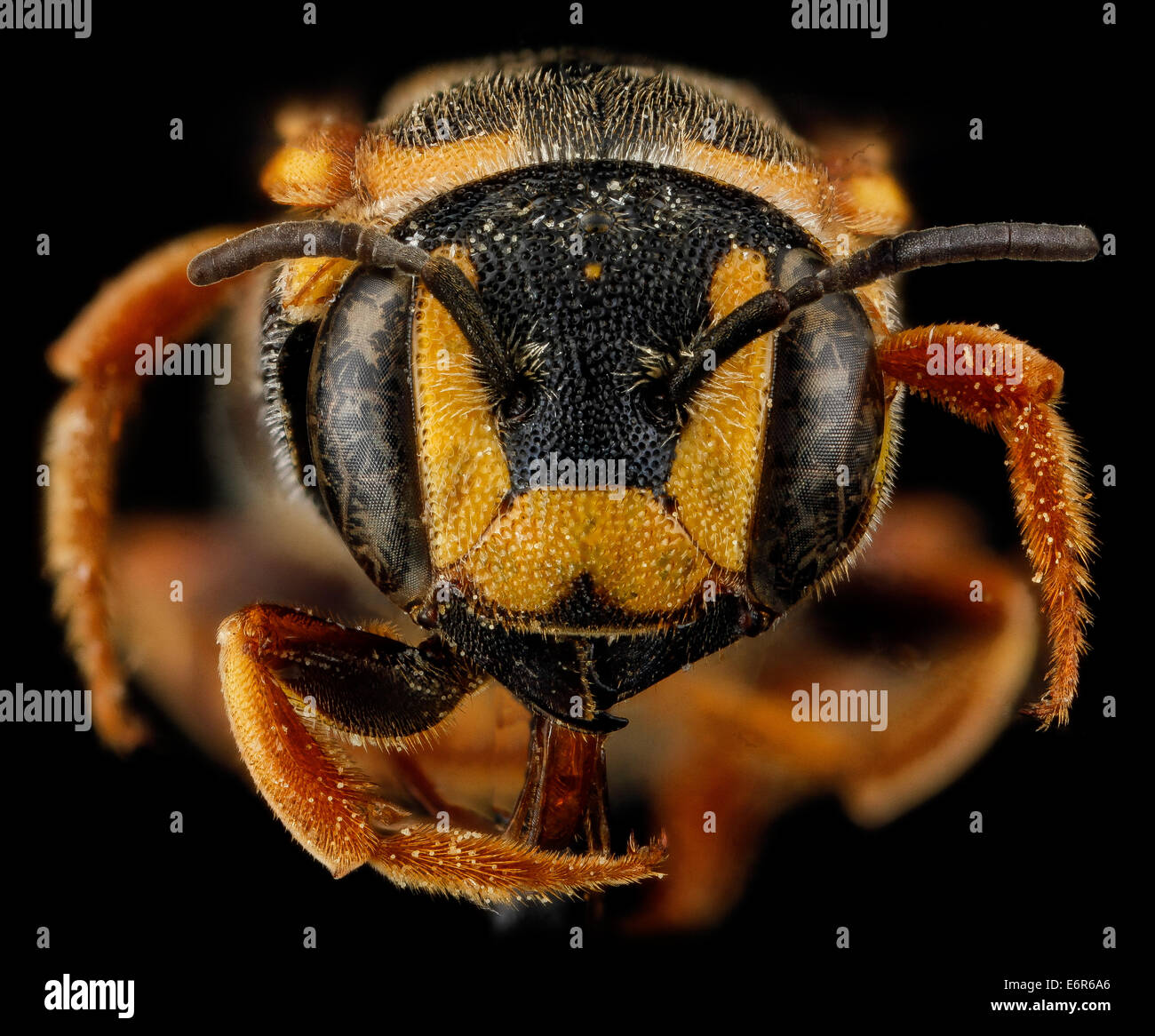 A close-up photograph of a female Dianthidium curvatum bee from South ...
