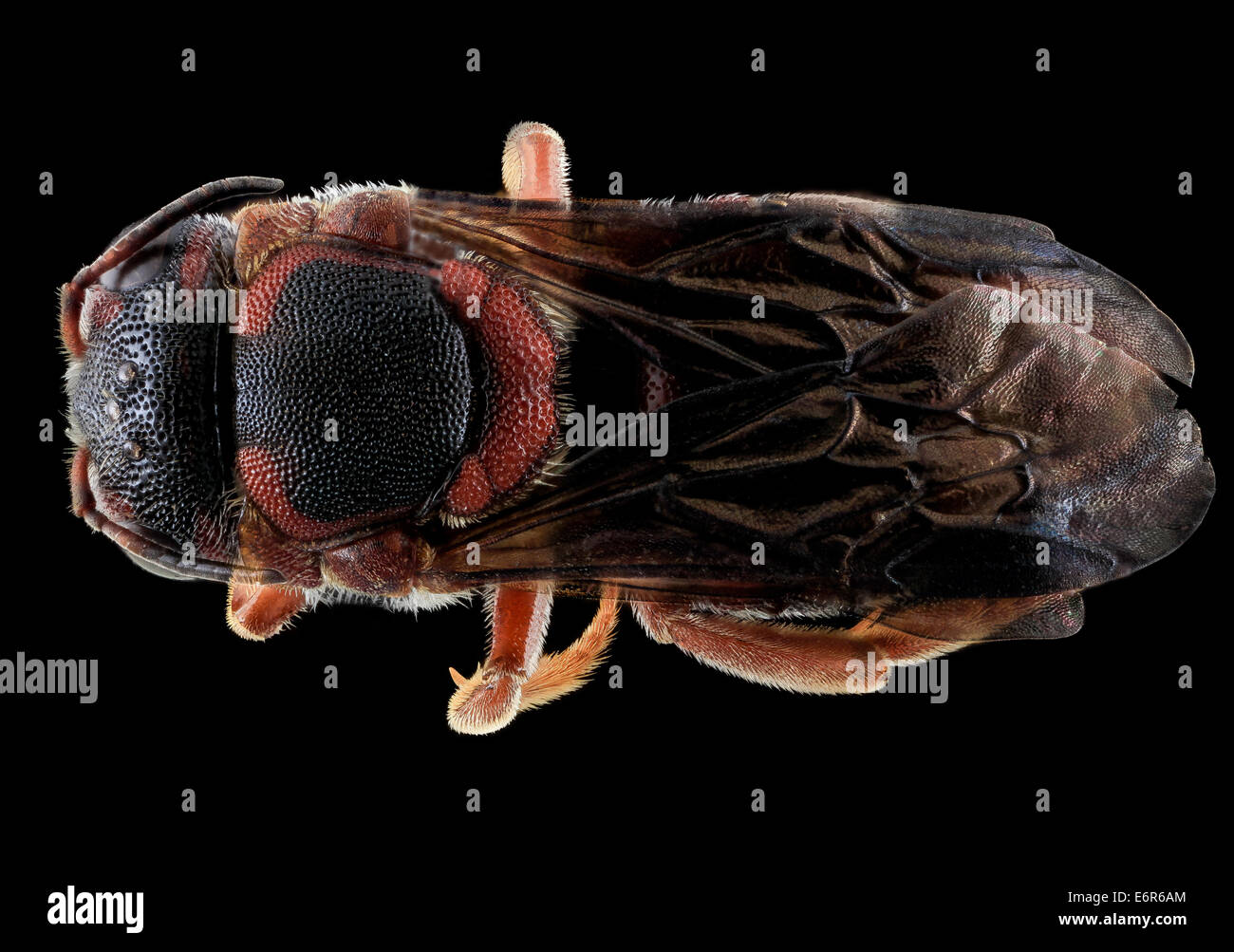 This image shows a rare dark variant of the Dianthidium floridiense bee ...