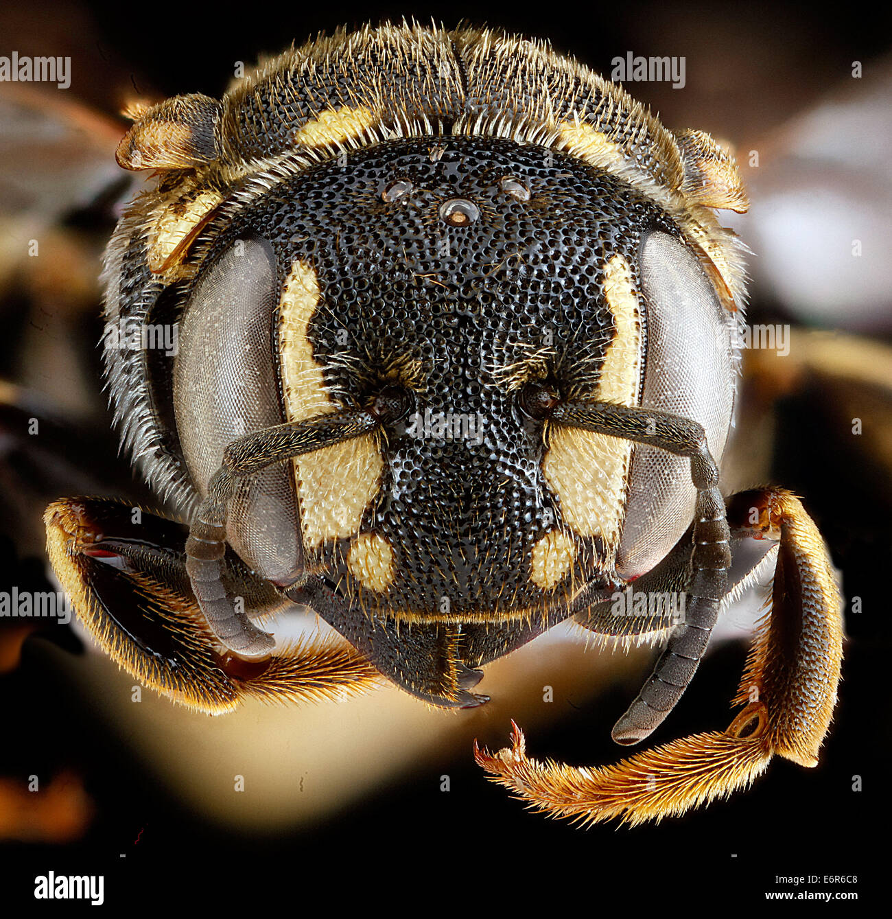 Dianthidium simile, a species of solitary bee, is shown in a close-up ...
