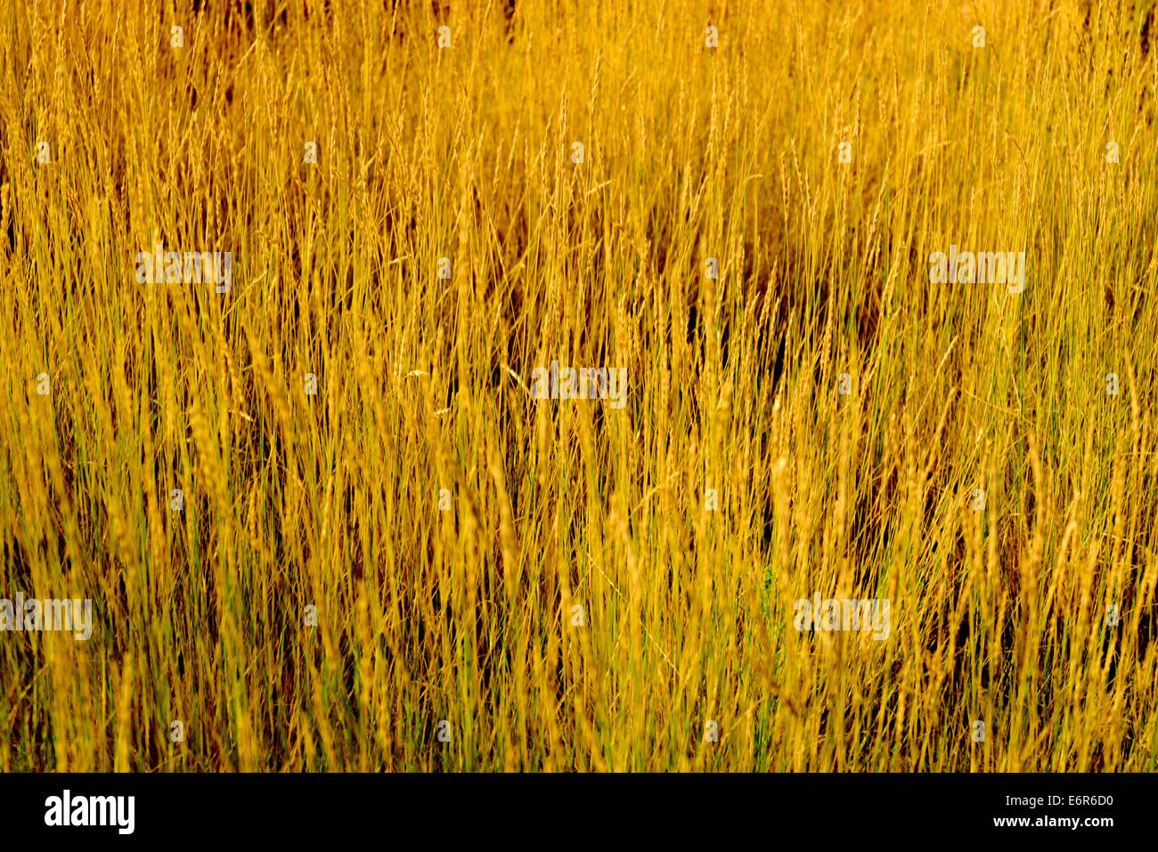 natural golden grass field Stock Photo - Alamy