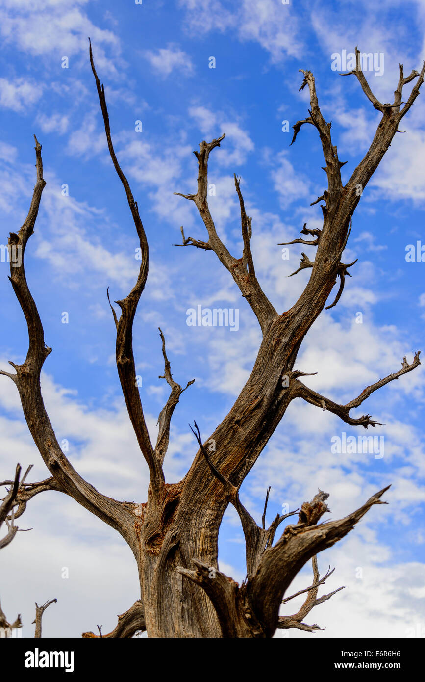 twisting tree branches against blue sky Stock Photo - Alamy