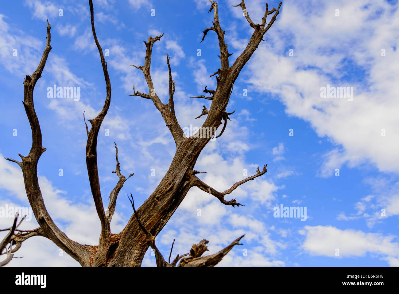 Tree twisting branches hi-res stock photography and images - Alamy