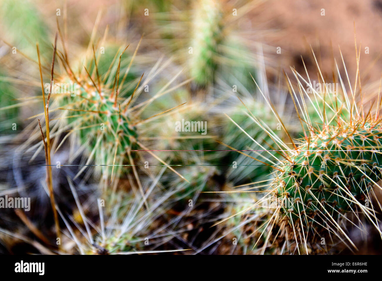 cluster of prickly pear cactus in the desert Stock Photo - Alamy