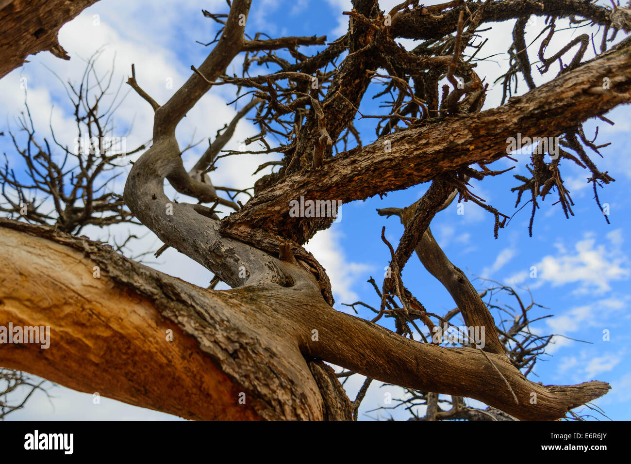 Twisting tree branches hi-res stock photography and images - Alamy