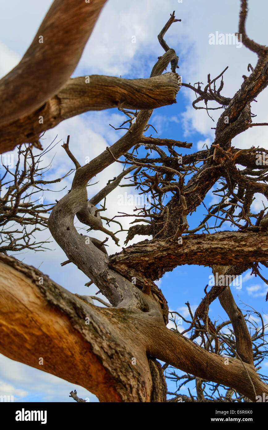 twisting tree branches against blue sky Stock Photo - Alamy