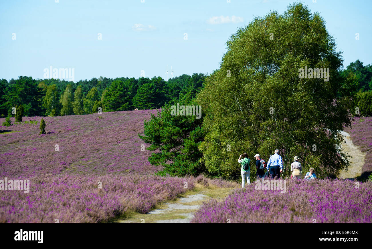 Hermannsburg, Germany. 28th Aug, 2014. Hikers stroll in the Misselhorn ...