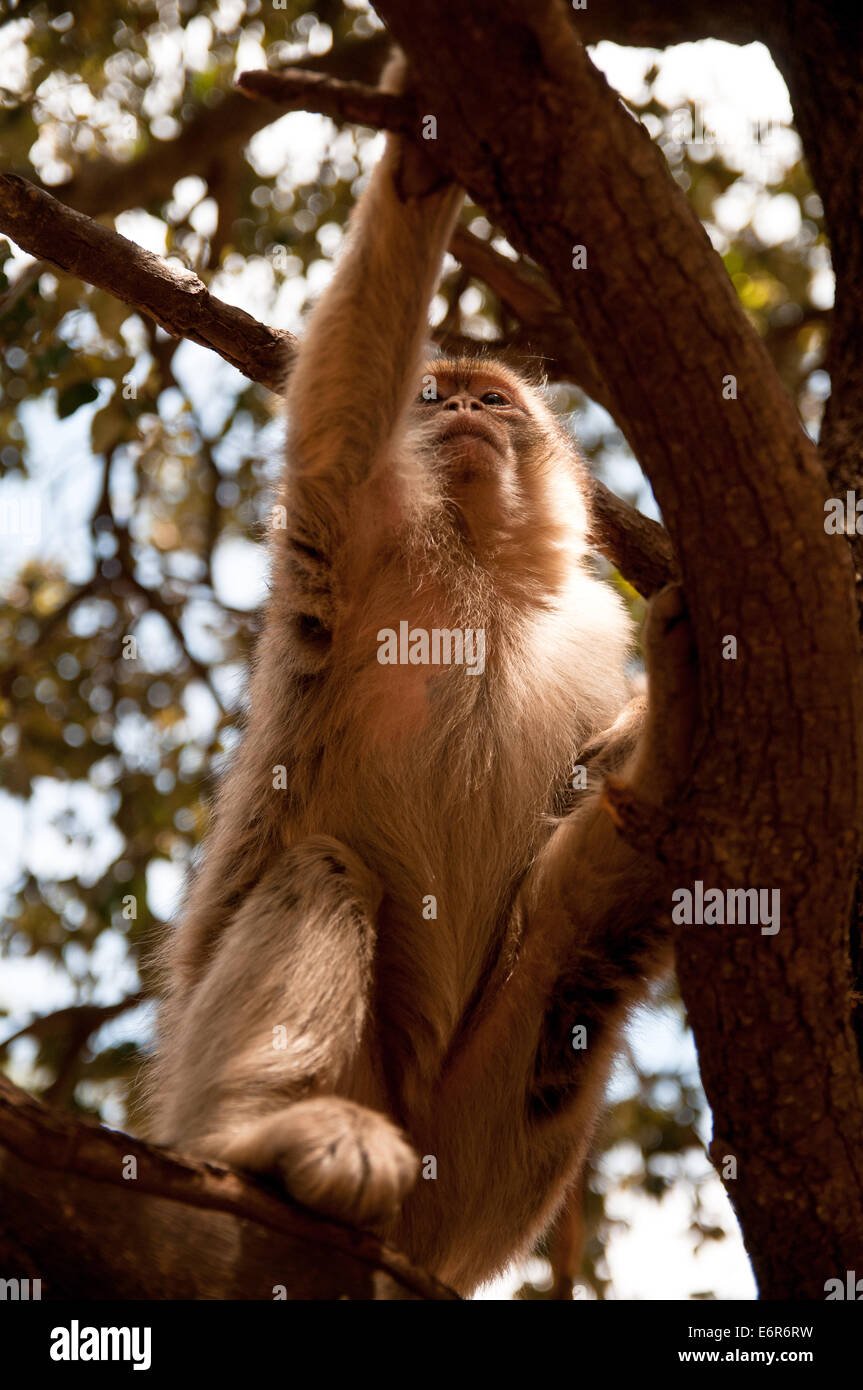 A baby monkey is climbing on a tree Stock Photo - Alamy