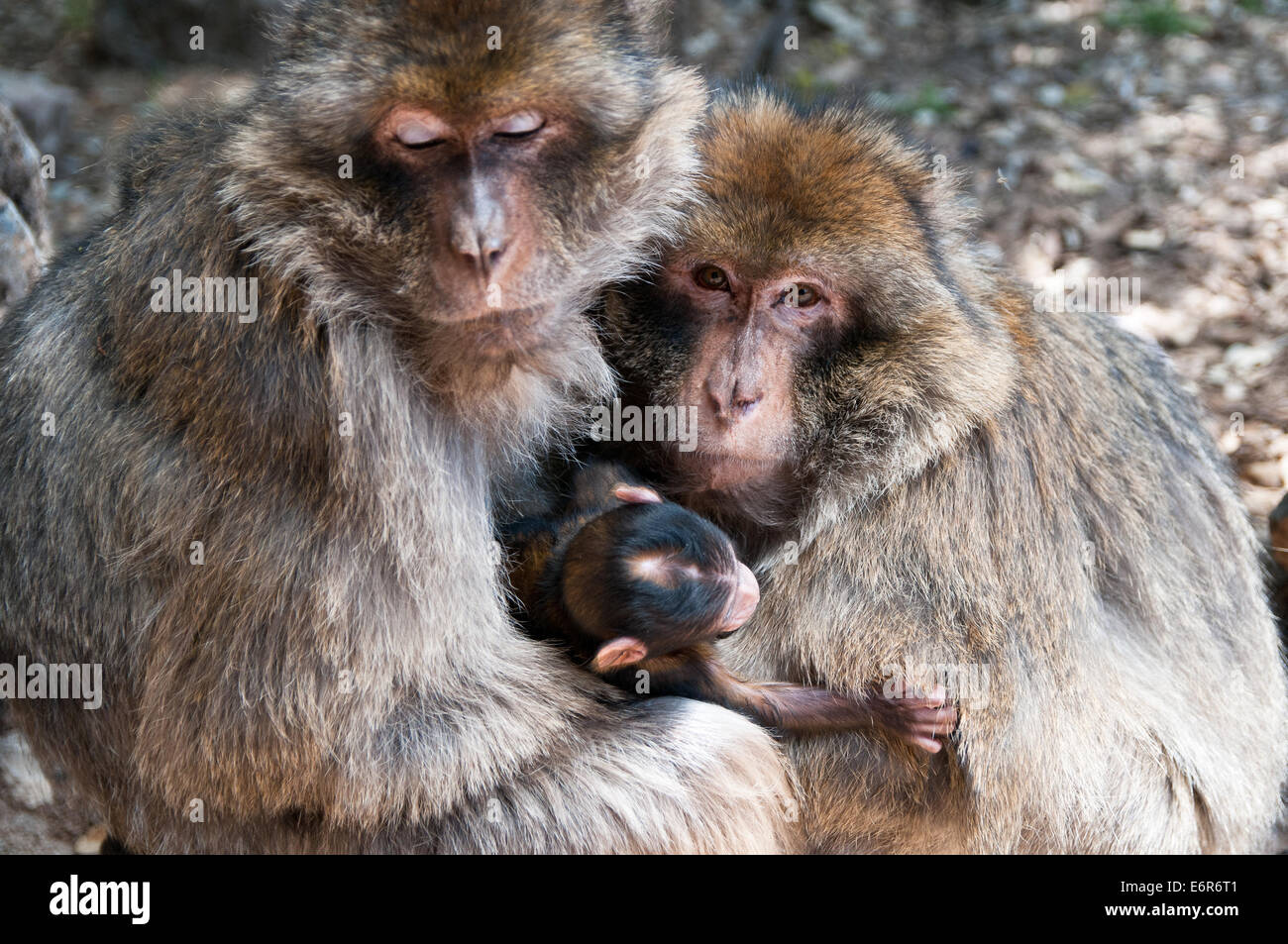 Baby monkey with his mother and father Stock Photo - Alamy