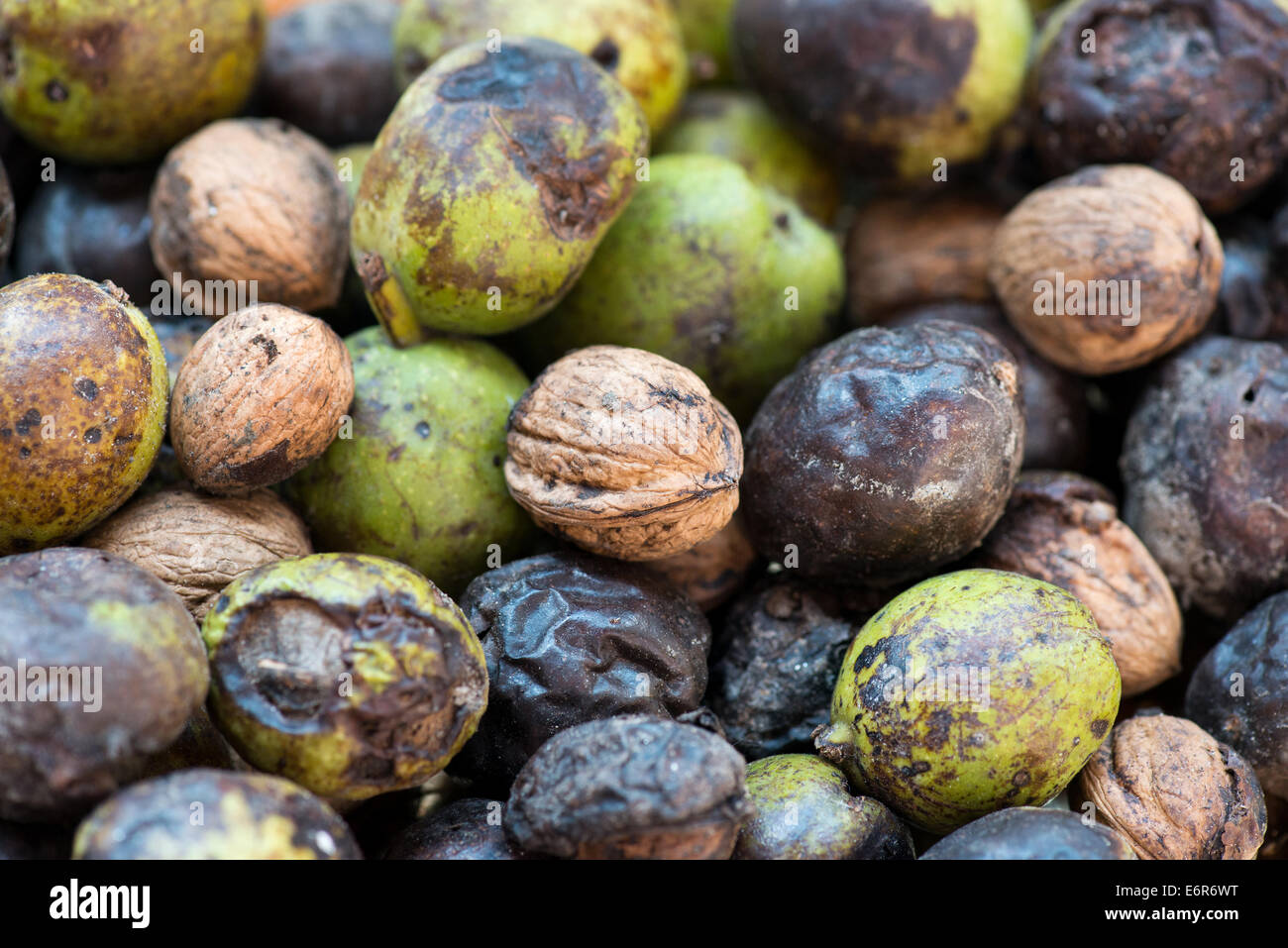 Harvest of walnuts hi-res stock photography and images - Alamy