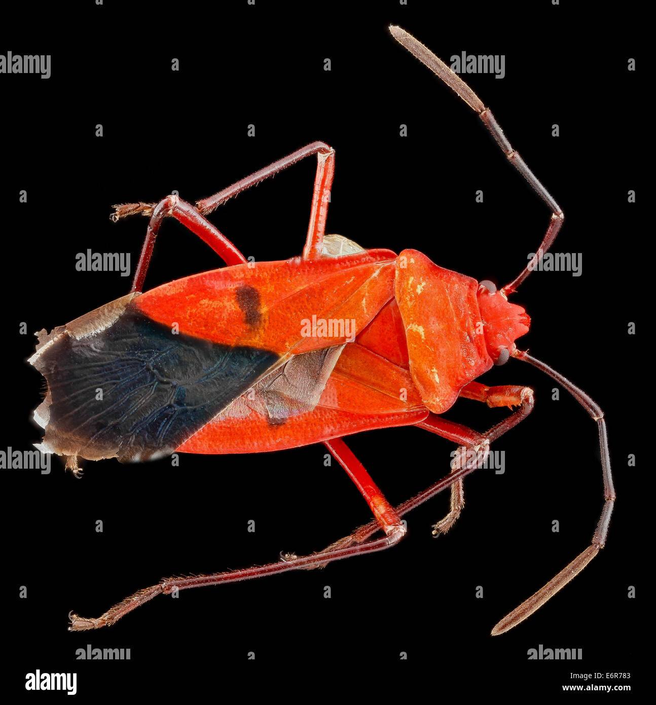 Stainer bugs hi-res stock photography and images - Alamy
