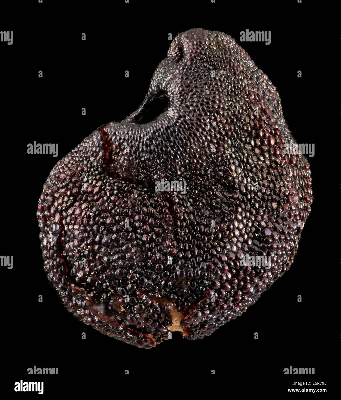 A close-up image of Echinocactus polycephalus, also known as the Cotton ...
