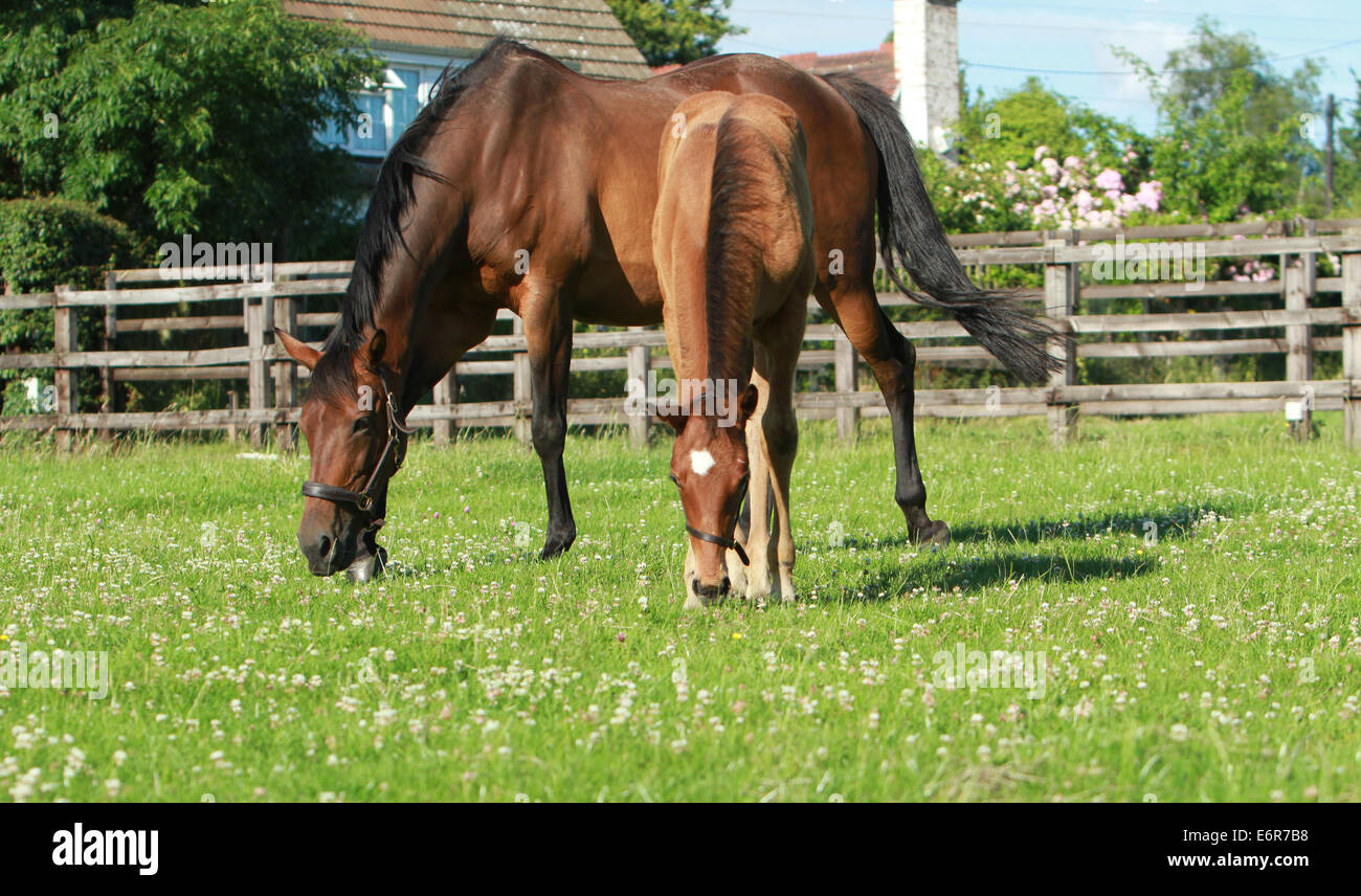 Tranquil Image of Mare and Foal Grazing Stock Photo - Alamy