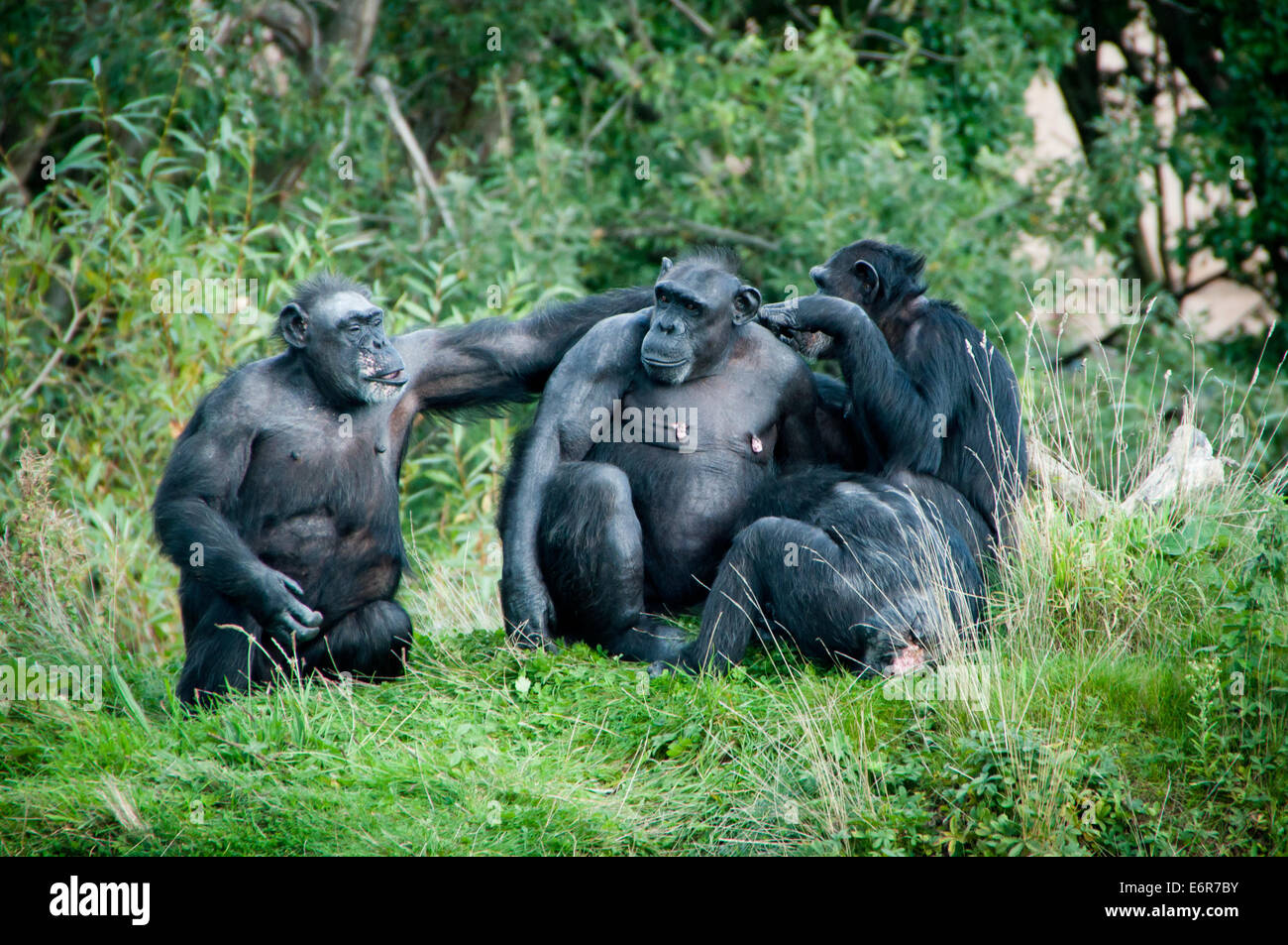 Group of Chimpanzees Stock Photo - Alamy