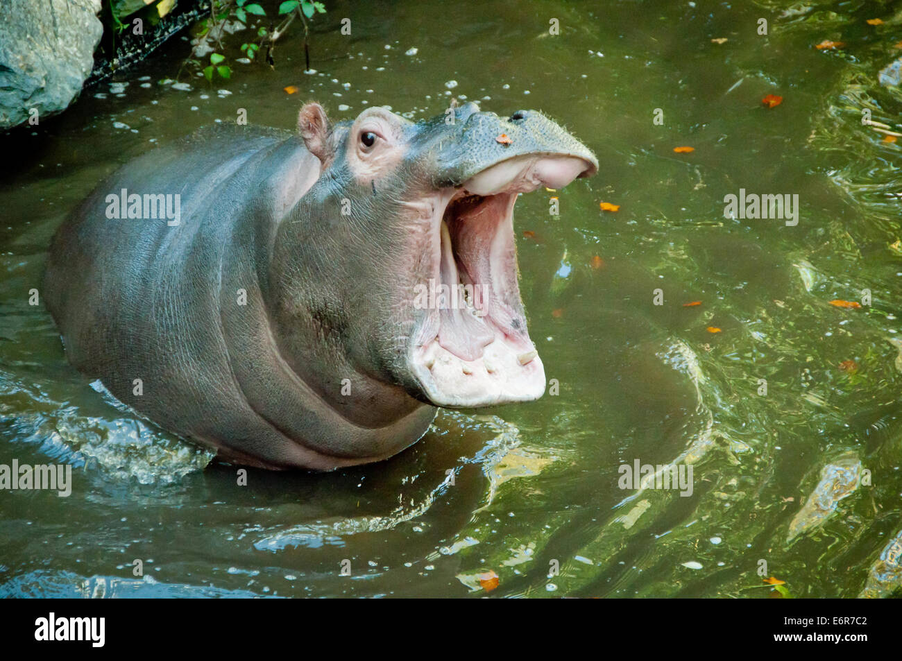 Hippo mouth open hi-res stock photography and images - Alamy