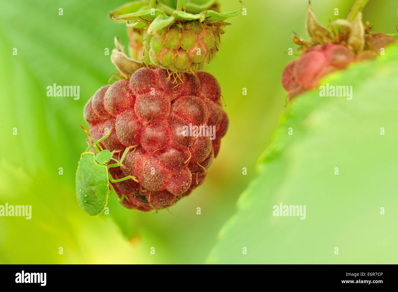 The green stink bug or green soldier bug on red raspberry Stock Photo ...