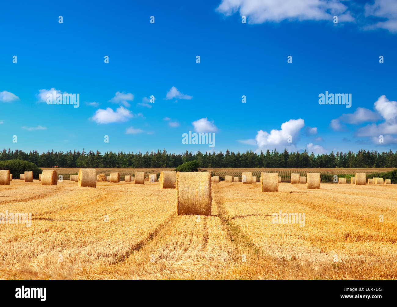 straw bales on farmland Stock Photo - Alamy