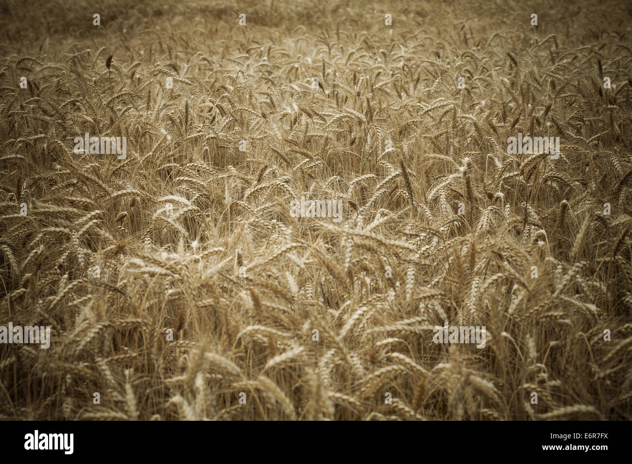 Spikelets of wheat against the background of a wheat field, selective ...