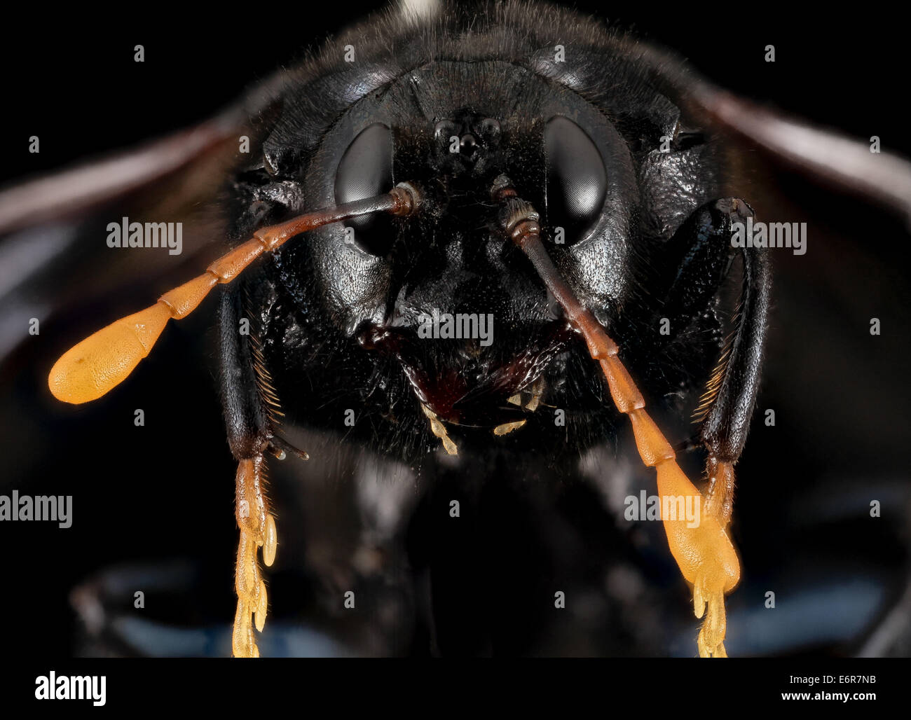 Fluorescent insects hi-res stock photography and images - Alamy