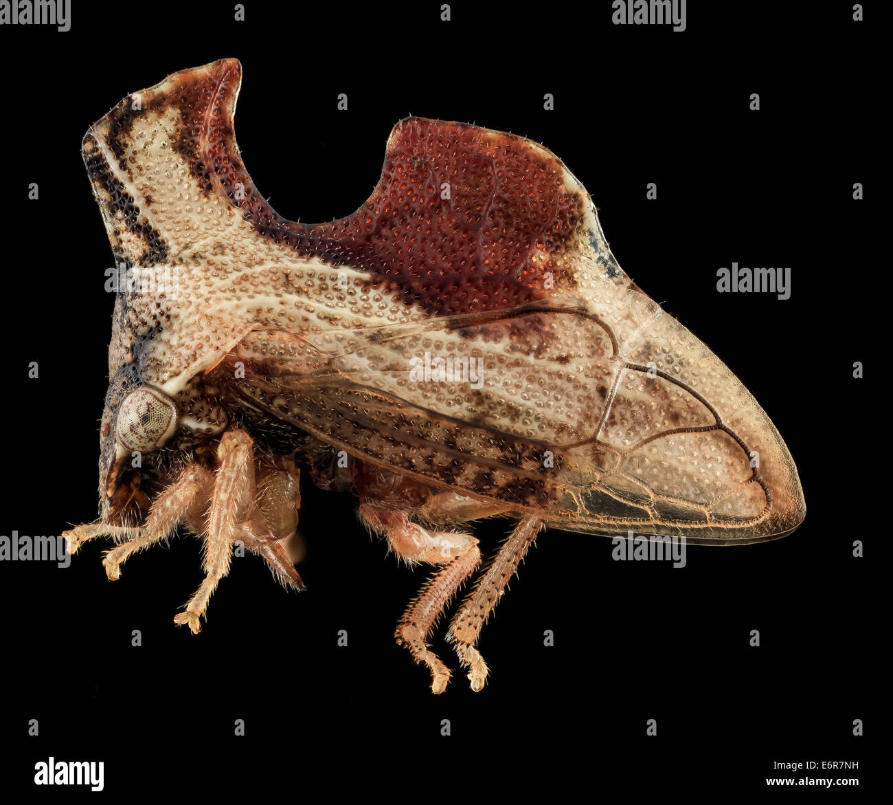 Close-up photograph of the Keeled Treehopper (Entylia carinata) from ...