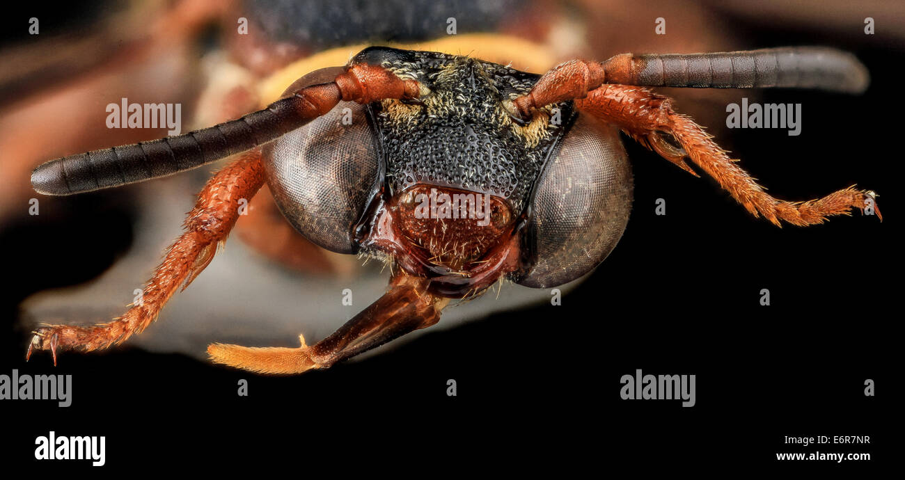 Armored insect hi-res stock photography and images - Alamy