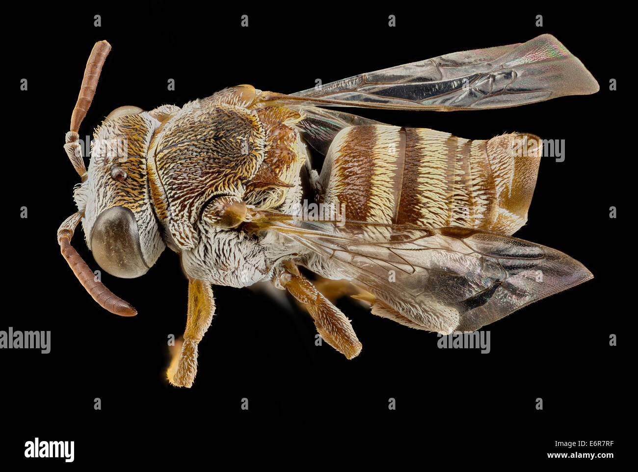 Epeolus species hi-res stock photography and images - Alamy