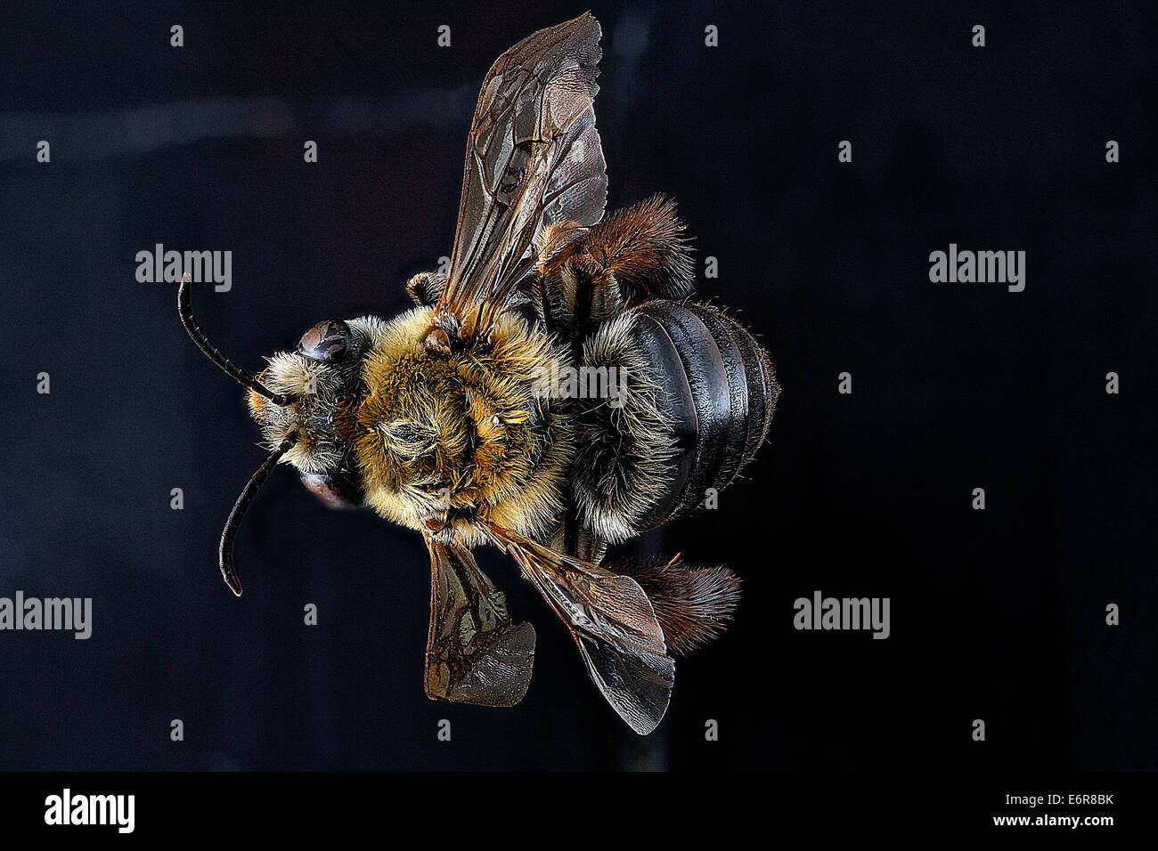 Eucera-rosae,-female,-back 2012-07-25-131012-ZS-PMax 7678826844 o Stock ...